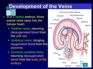 Development of the Great Vessels & Fetal Circulation.pptx