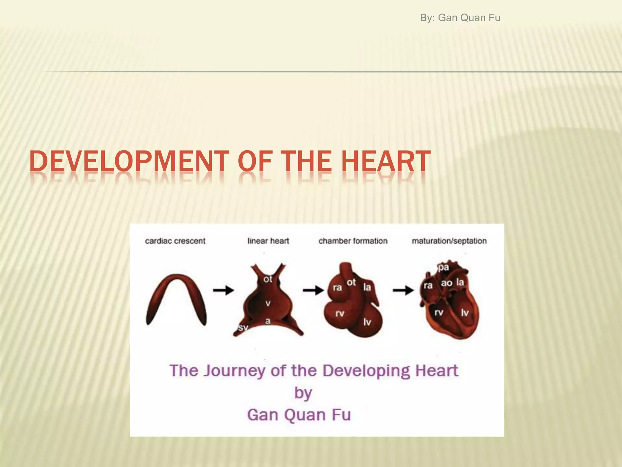 Development of the heart | PPTX