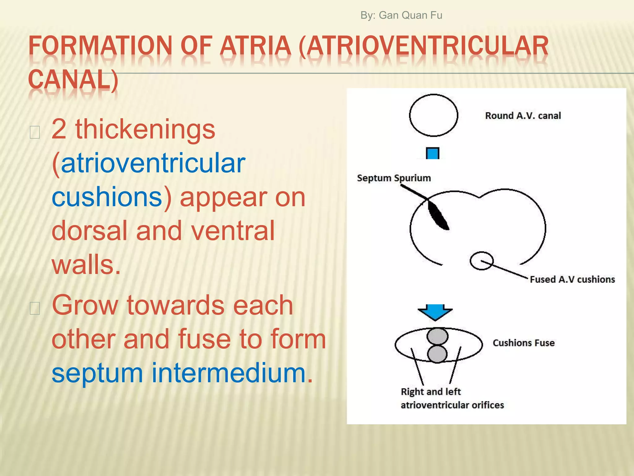 Development of the heart | PPTX