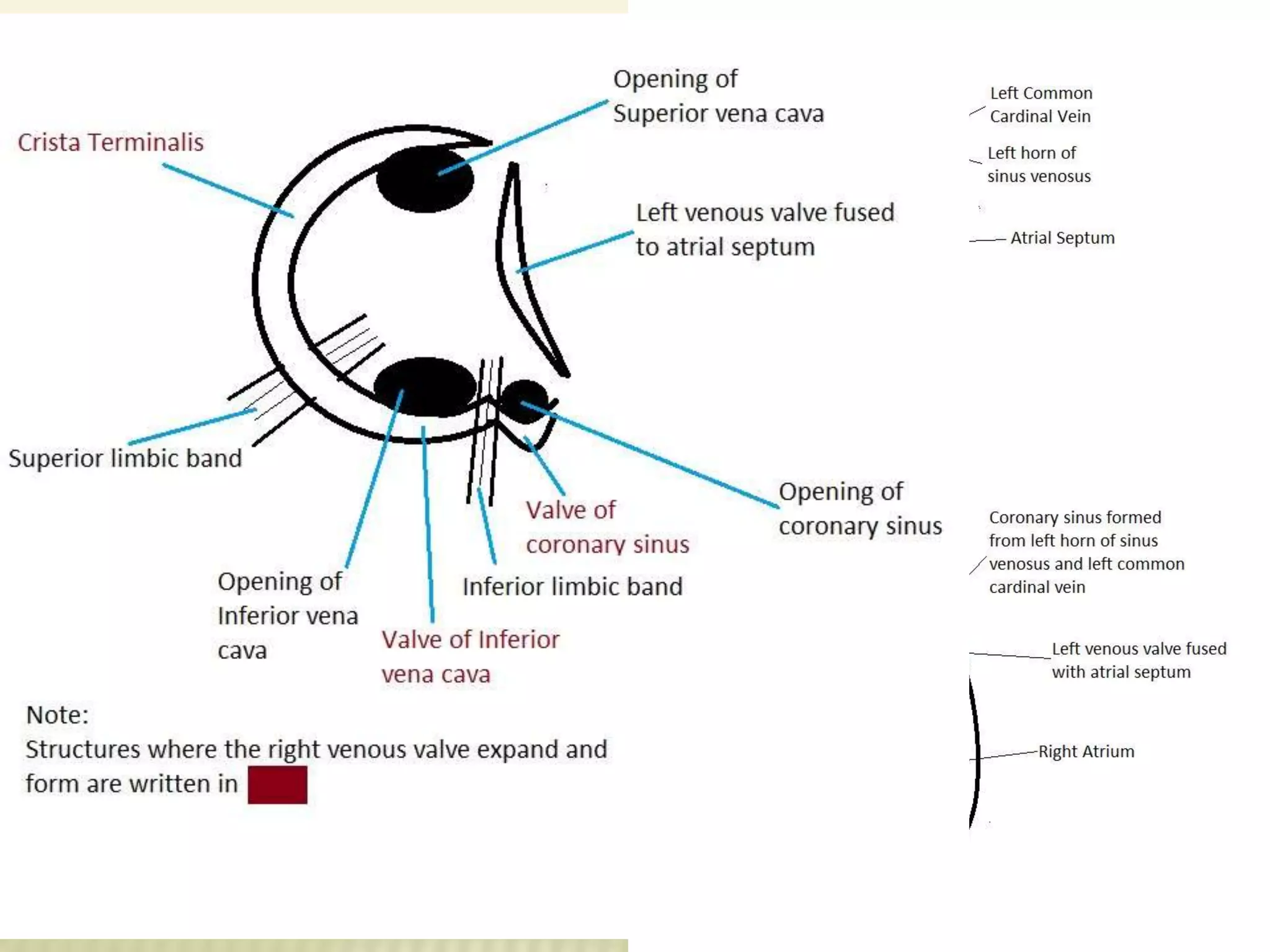Development of the heart | PPTX