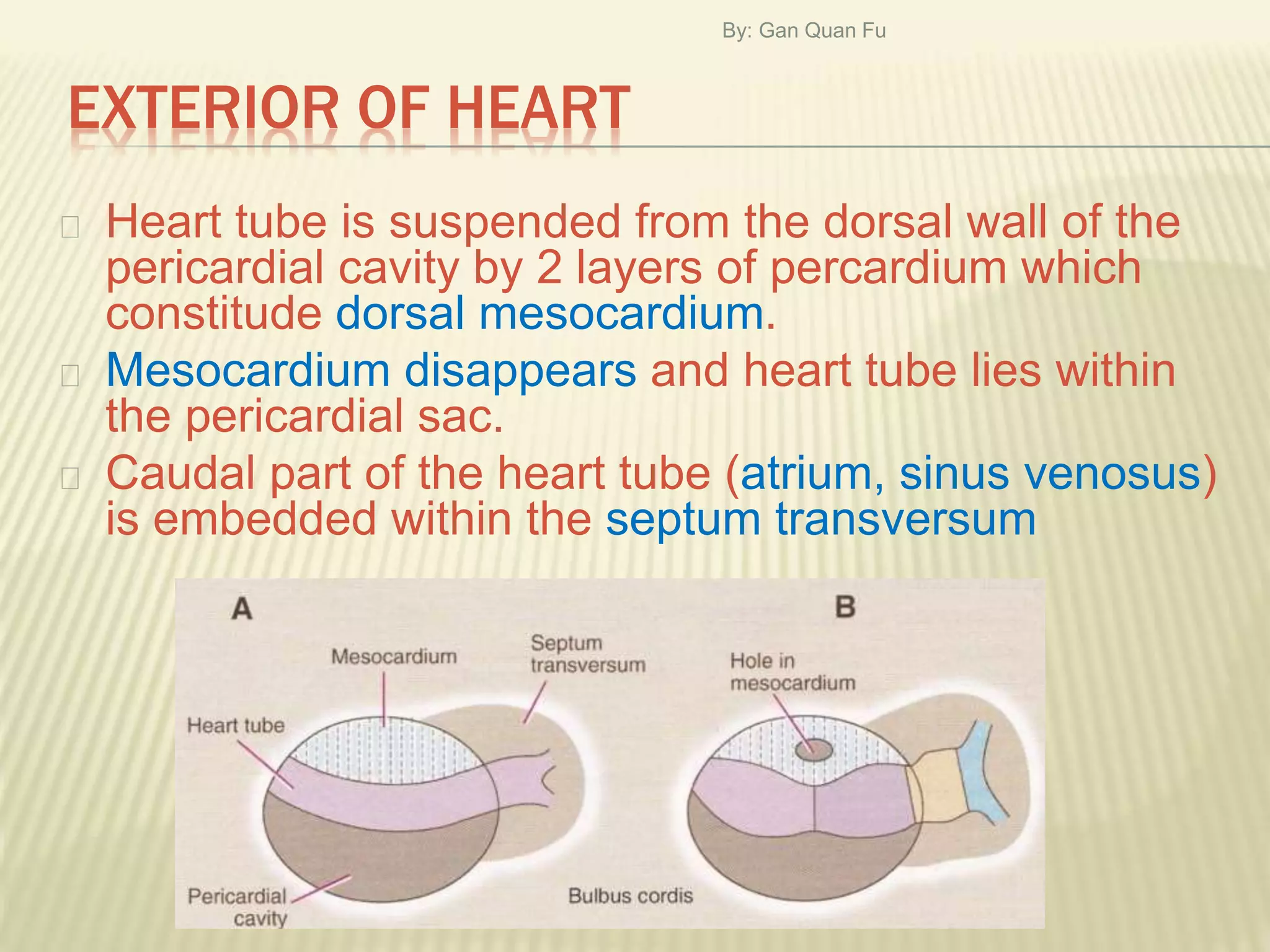 Development of the heart | PPTX