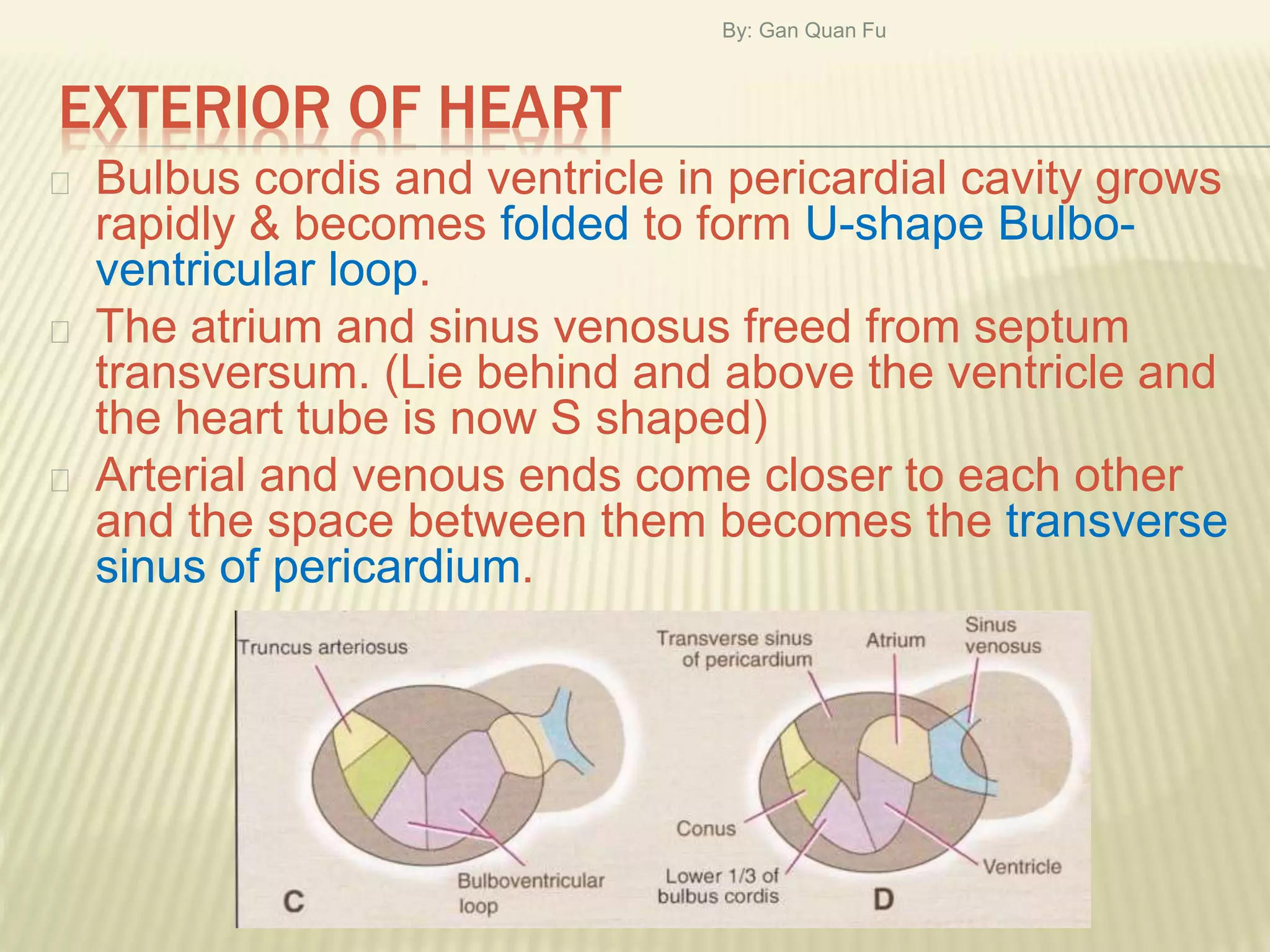Development of the heart | PPTX
