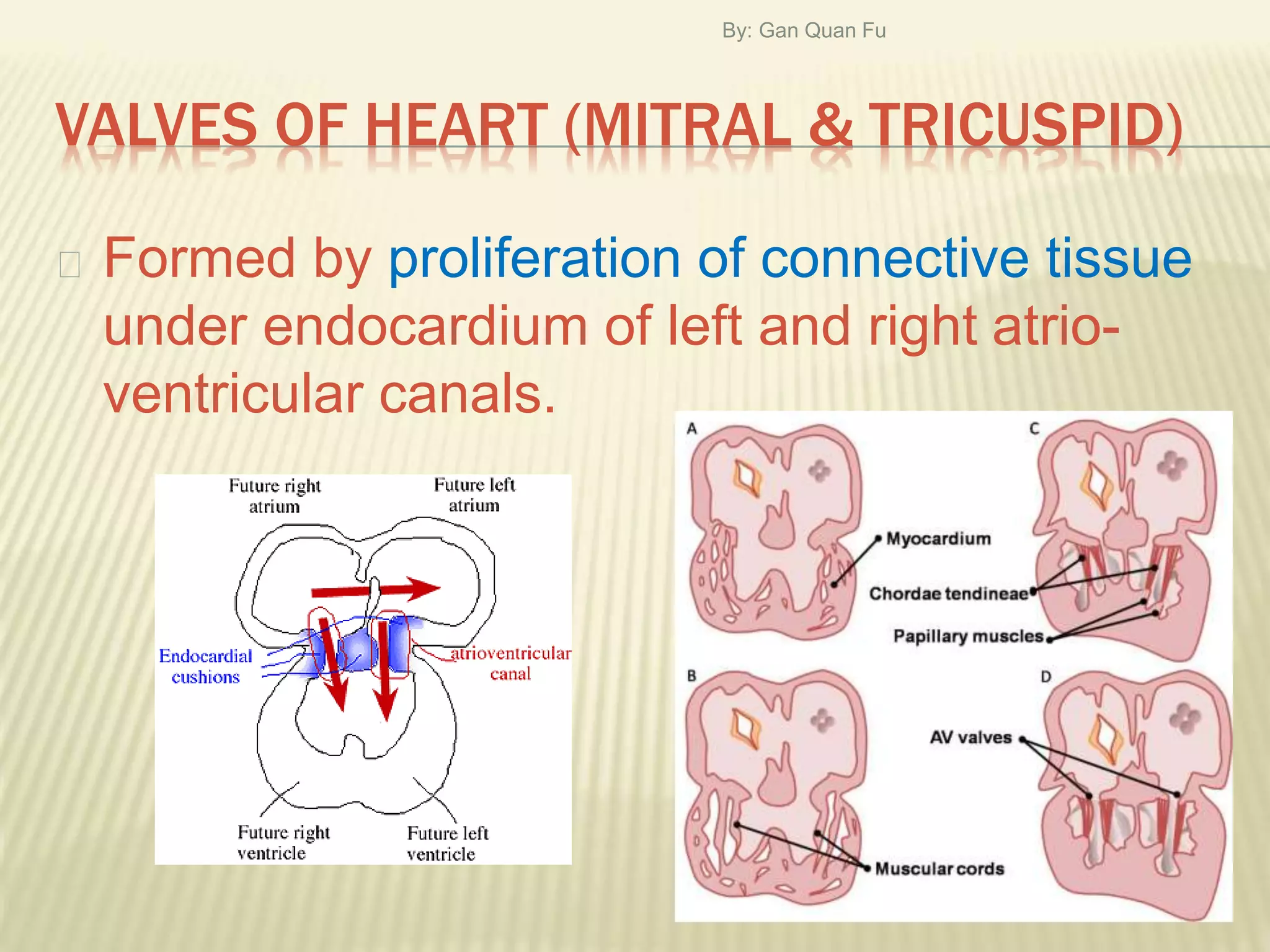 Development of the heart | PPTX