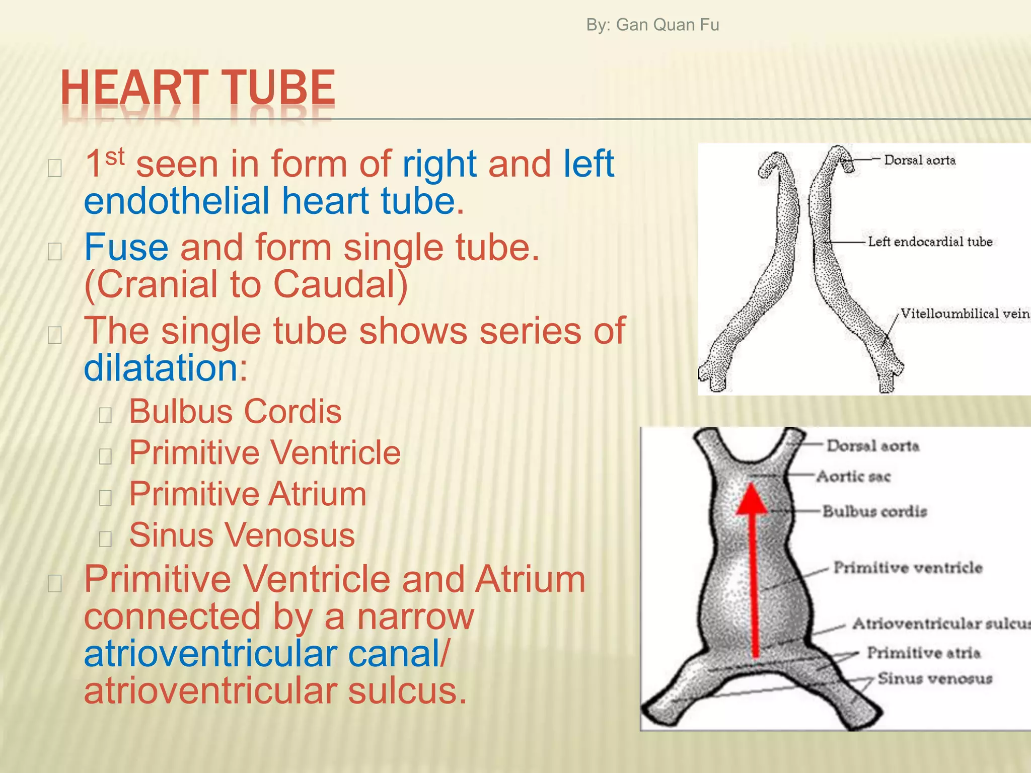 Development of the heart | PPTX