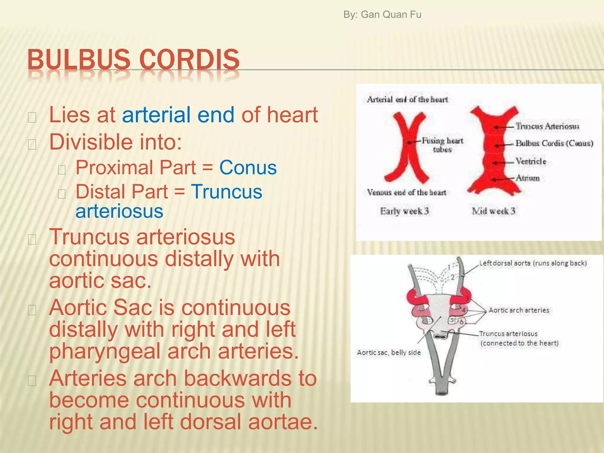 Development of the heart | PPTX