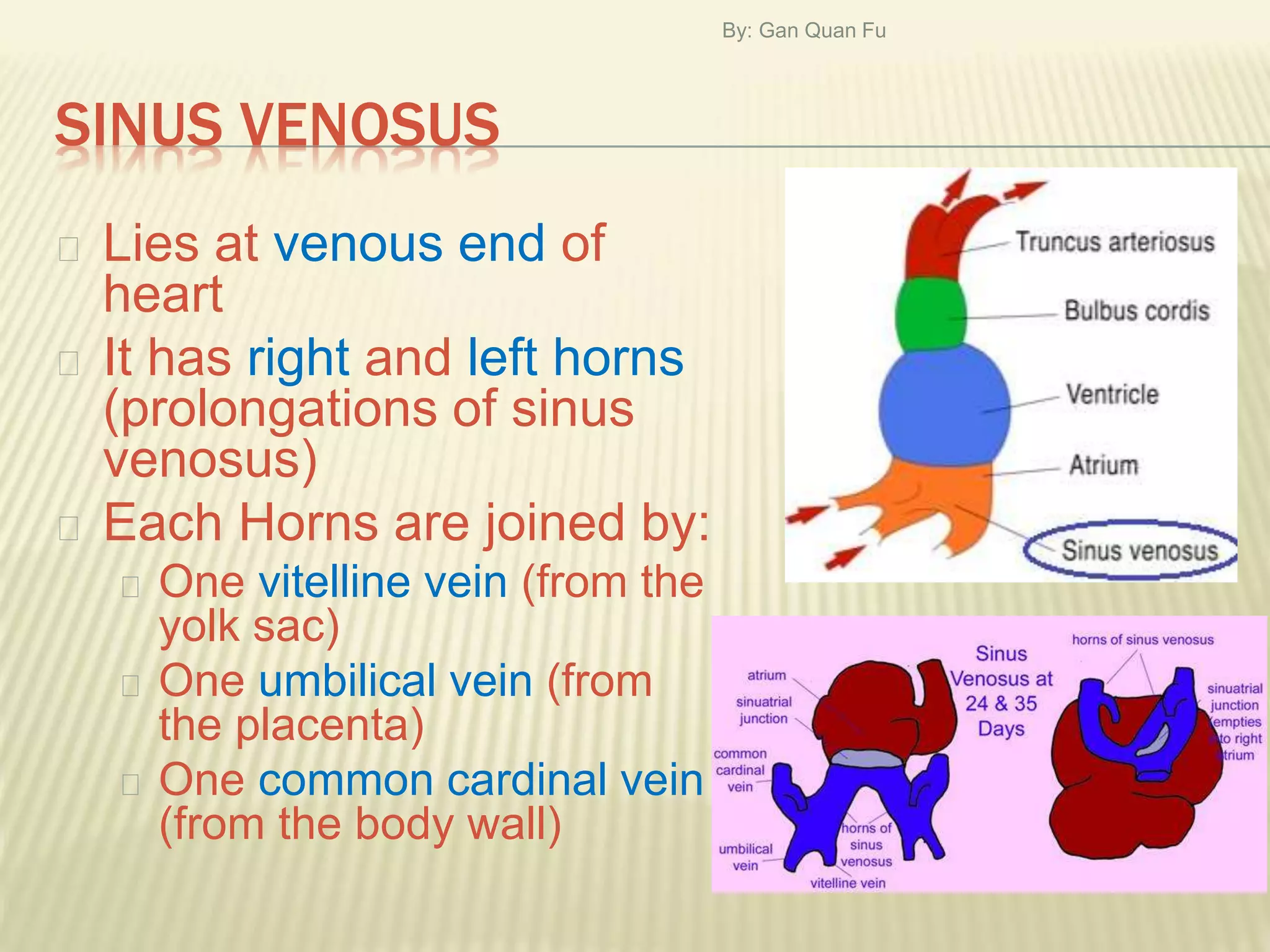 Development of the heart | PPTX