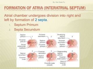 Development of the heart | PPTX