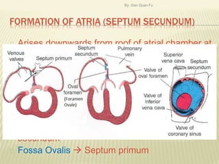 Development of the heart | PPTX