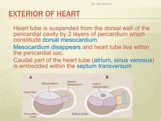 Development of the heart | PPTX