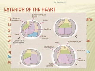 Development of the heart | PPTX