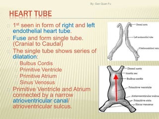 Development of the heart | PPTX