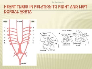Development of the heart | PPTX