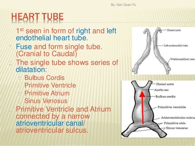 Development of the heart