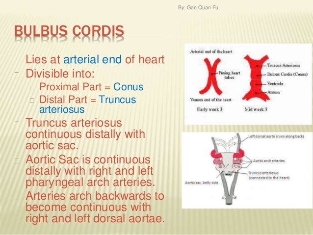 Development of the heart