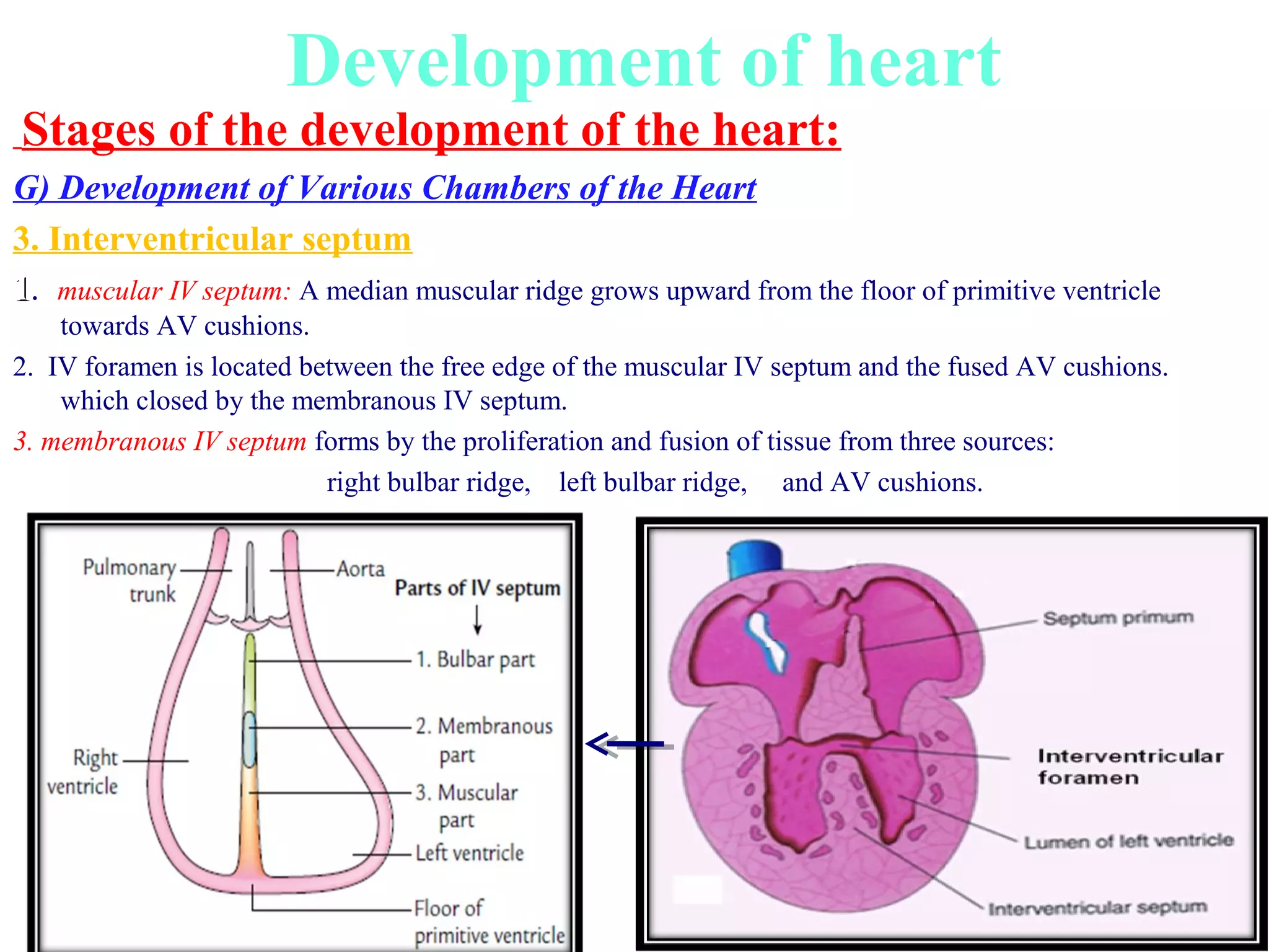 Development of the heart | PPT