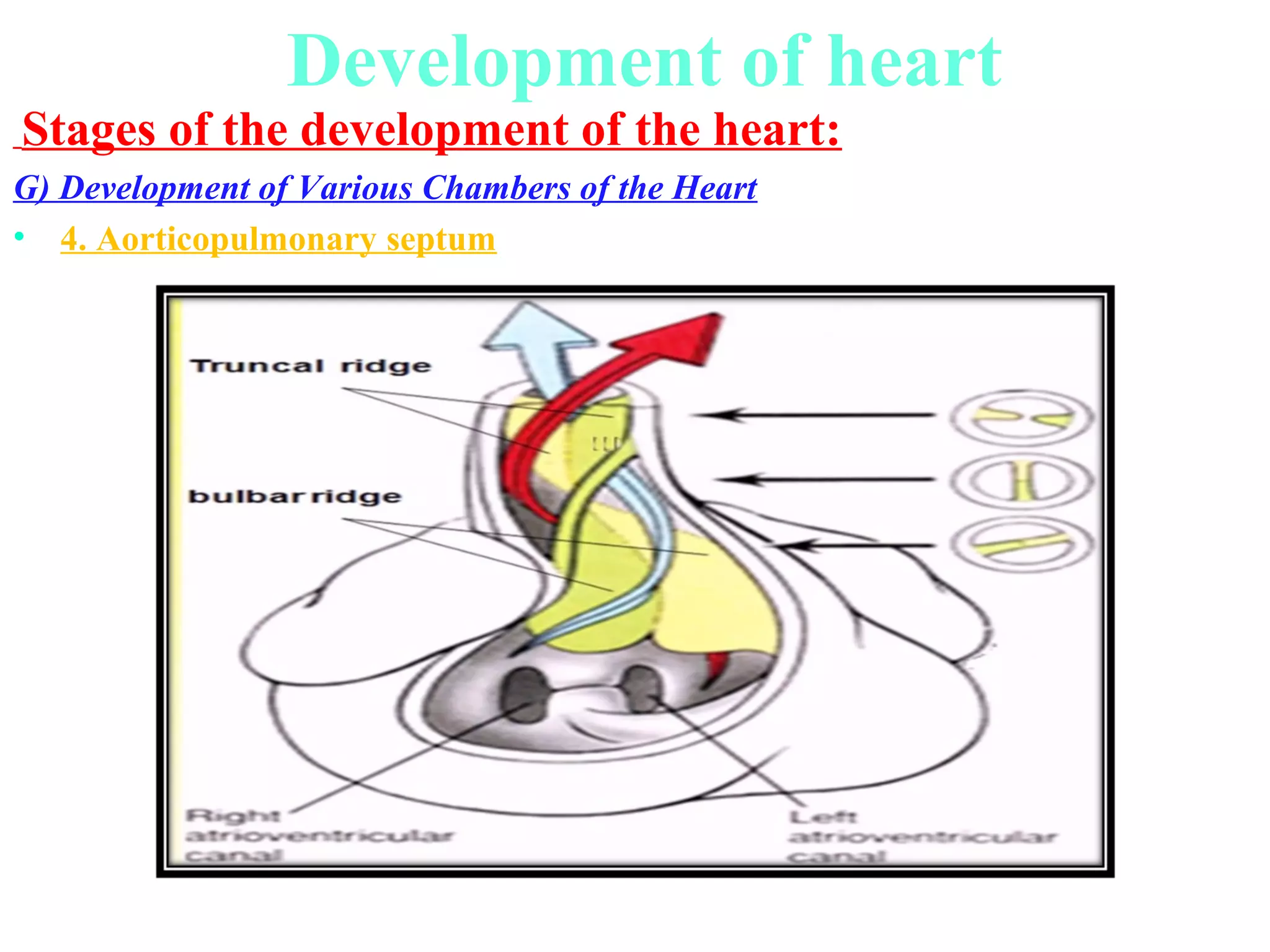 Development of the heart | PPT