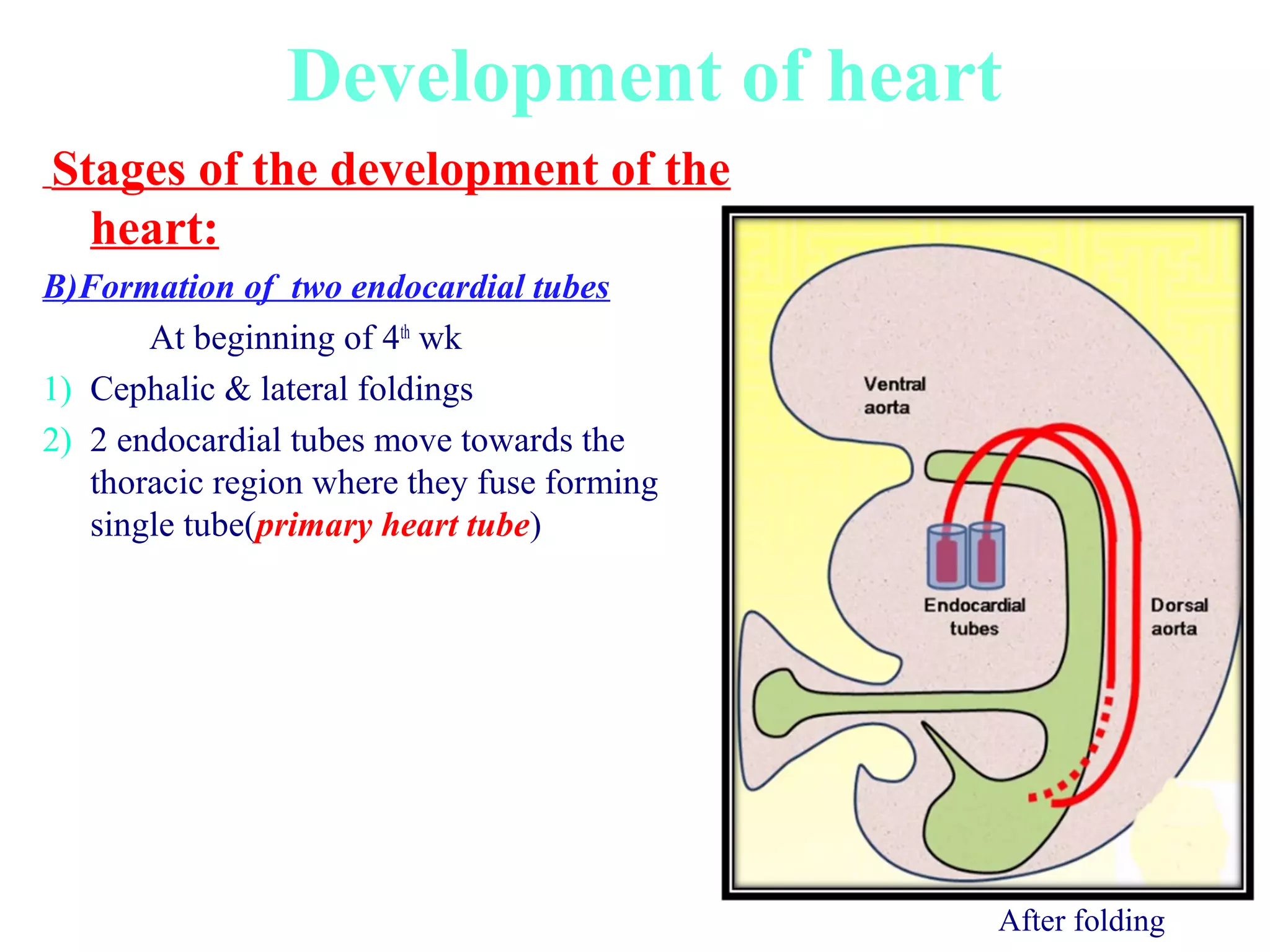 Development of the heart | PPT
