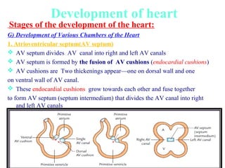 Development of the heart | PPT