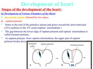 Development of the heart | PPT