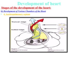Development of the heart | PPT