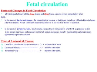 Development of the heart | PPT