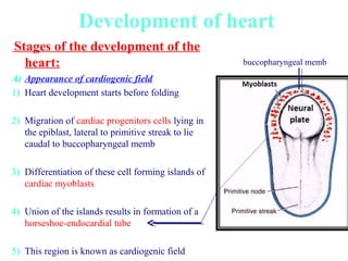 Development of the heart | PPT