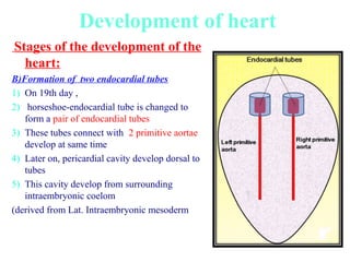Development of the heart | PPT