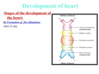 Development of the heart | PPT