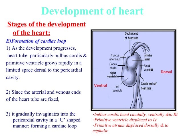 Heart Development