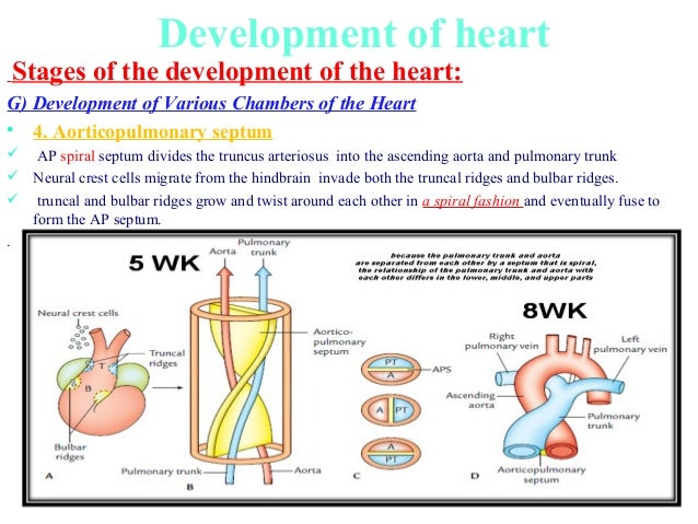 Development of the heart