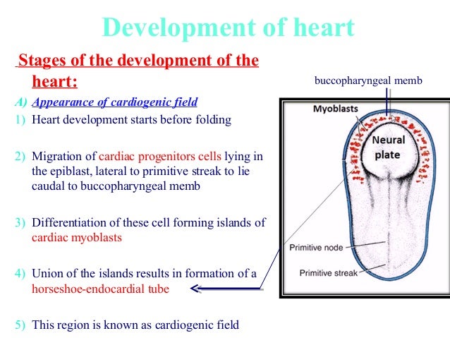 Heart Development