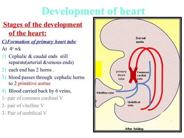 Development of the heart