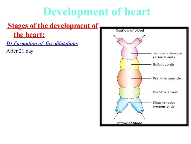 Development of the heart