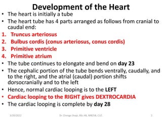 Development of the Heart.pdf