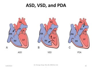 Development of the Heart.pdf