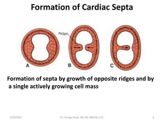 Development of the Heart.pdf