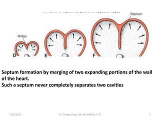 Development of the Heart.pdf