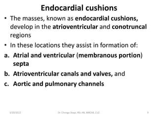 Development of the Heart.pdf