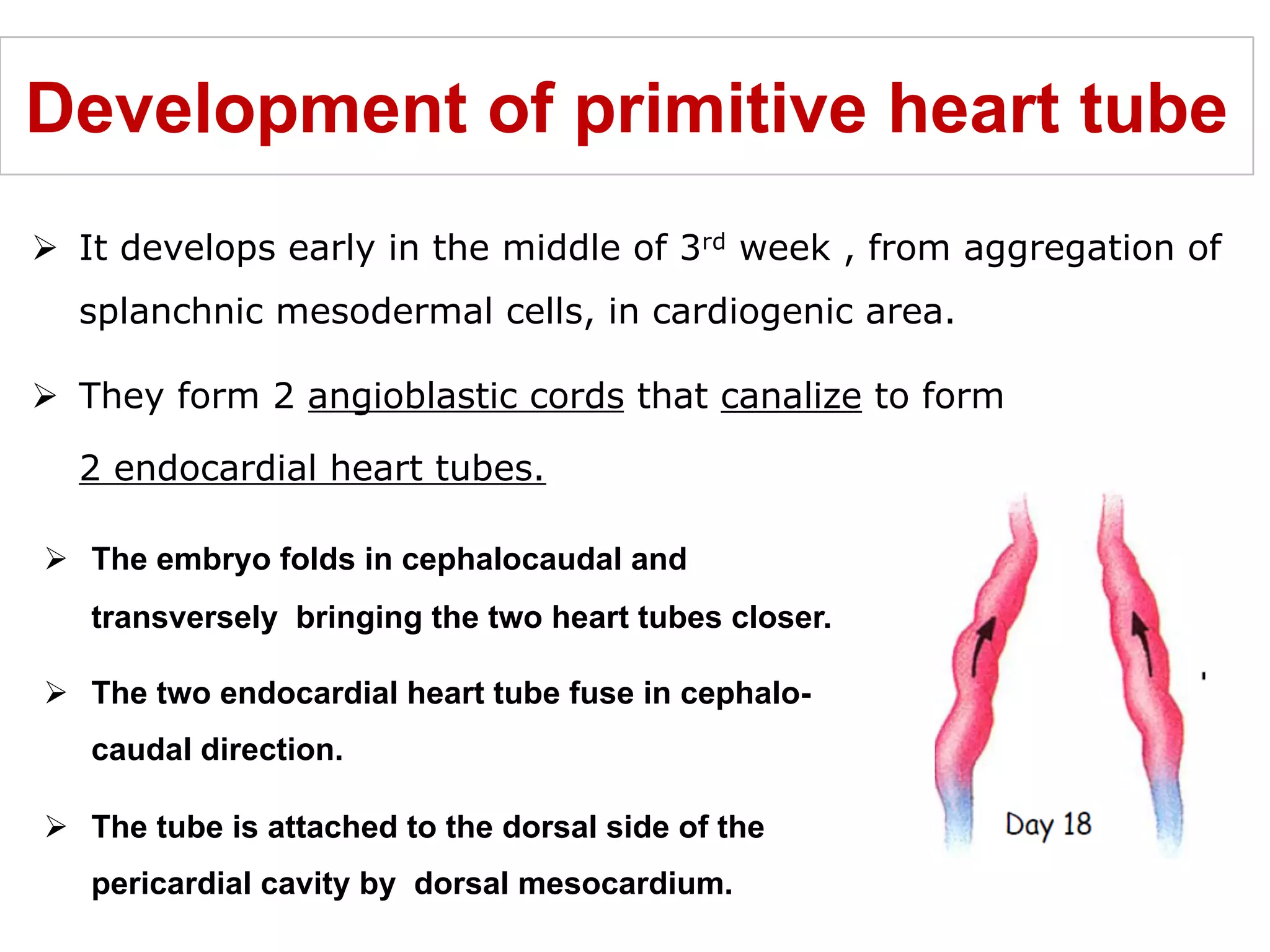 Development of the heart tube and fetal circulation | PDF
