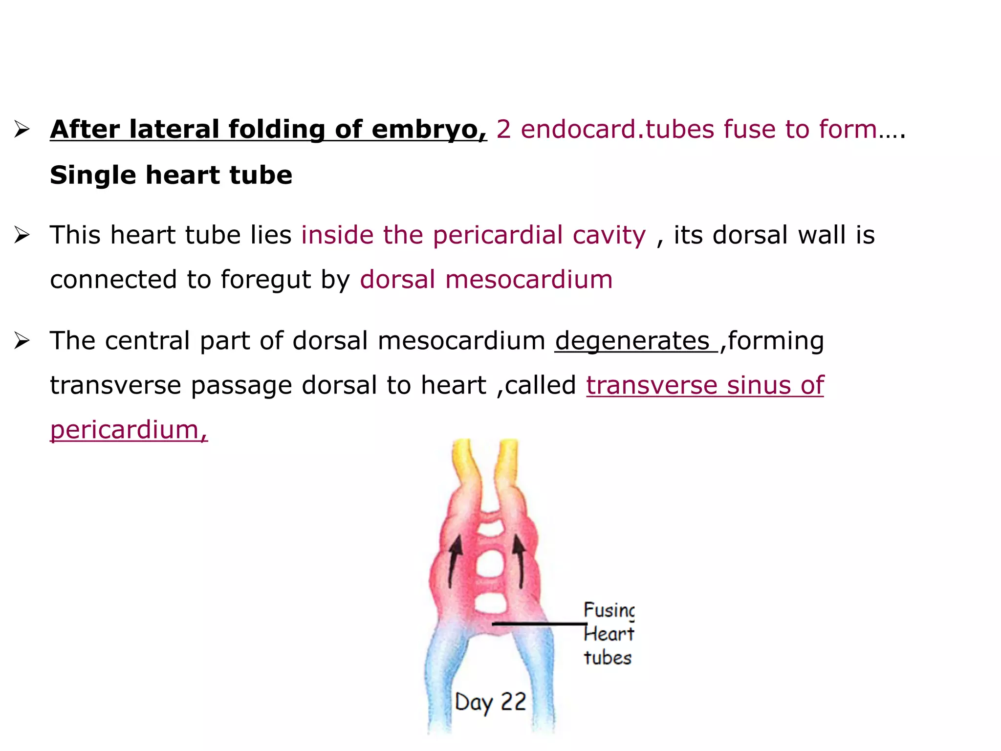Development of the heart tube and fetal circulation | PDF