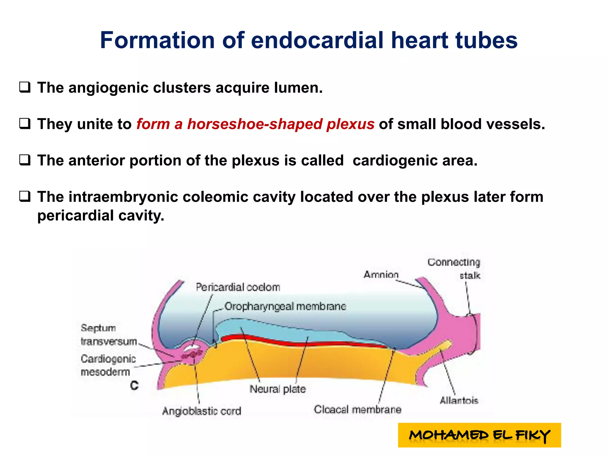 Development of the heart tube and fetal circulation | PDF