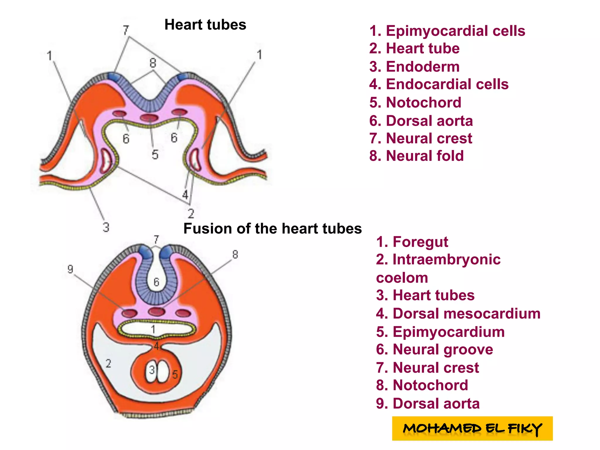Development of the heart tube and fetal circulation | PDF