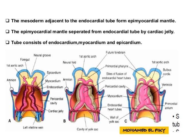 Development of the heart tube and fetal circulation