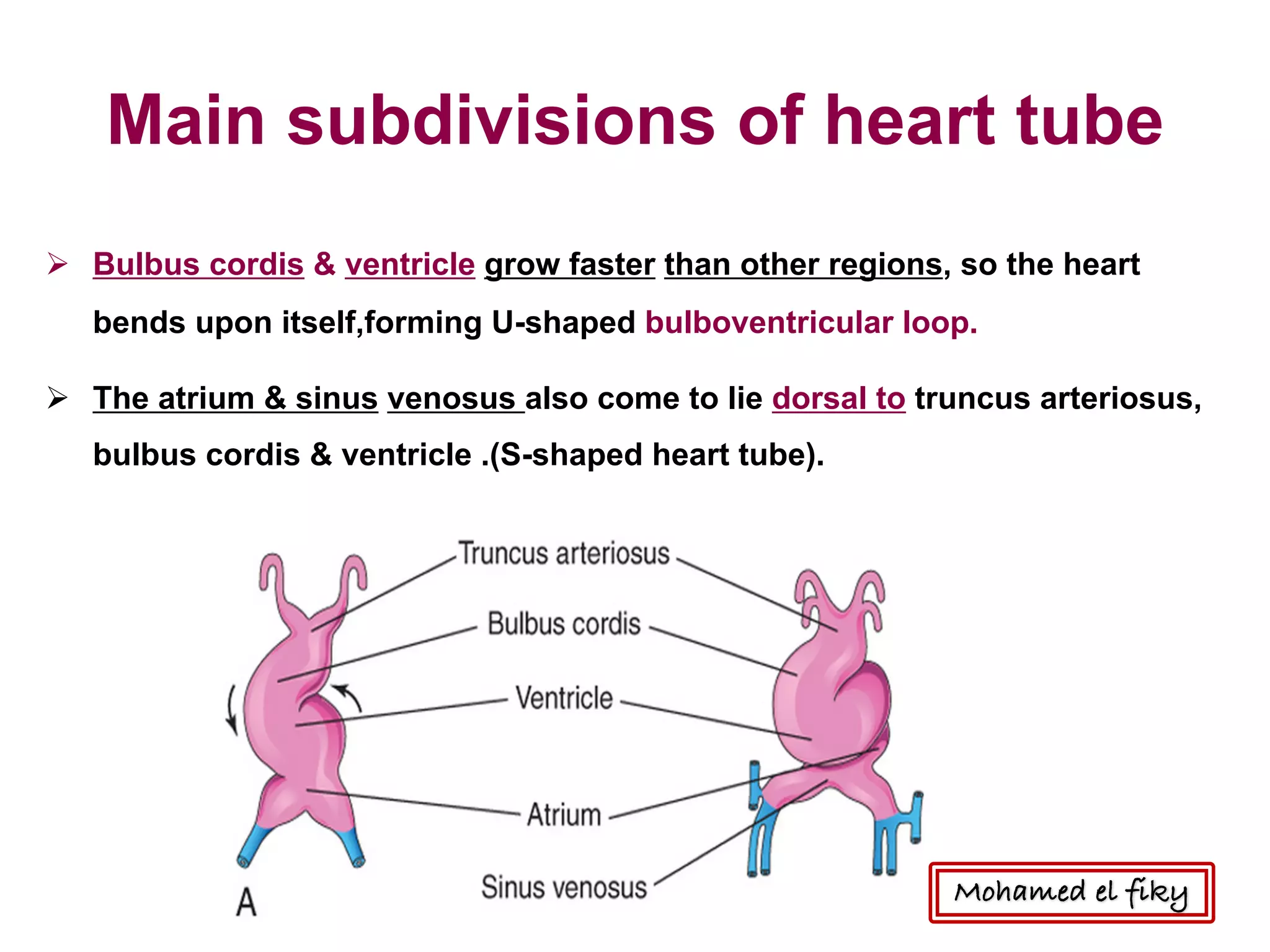 Development of the heart tube | PDF