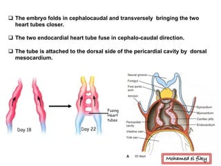 Development of the heart tube | PDF