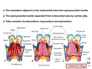 Development of the heart tube | PDF