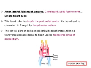 Development of the heart tube | PDF
