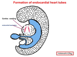 Development of the heart tube | PDF