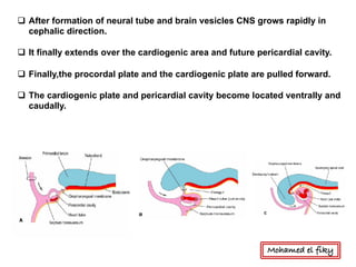 Development of the heart tube | PDF