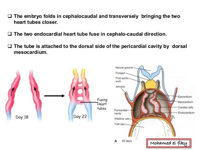 Development of the heart tube